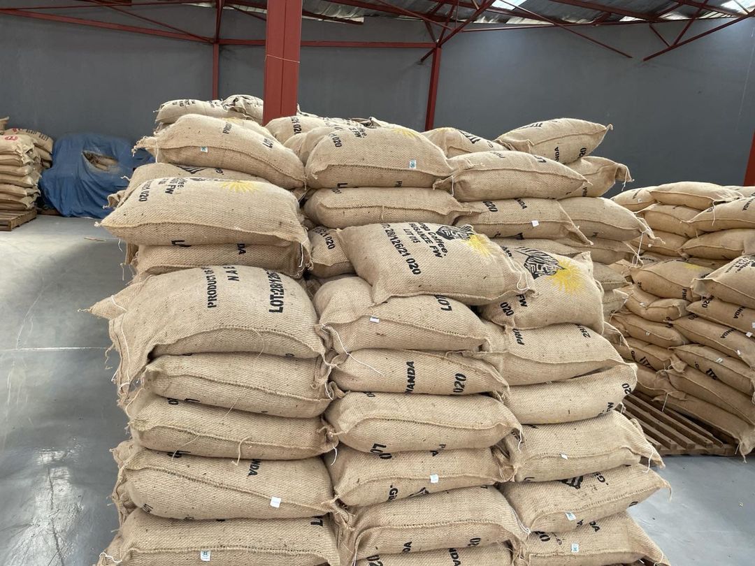 Gihanga Coffee – Your Coffee Specialist